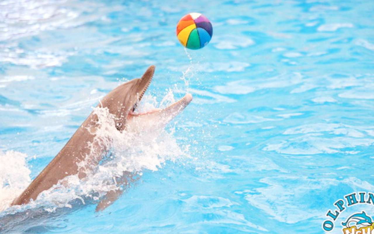 Dolphin shows at Dolphin Bay Phuket special price I RestNFun - Restnfun
